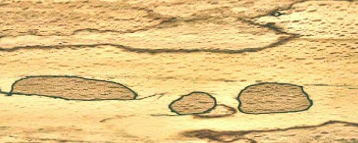 Timber Swatches - Timberline - Exotic Hardwoods and Sundries